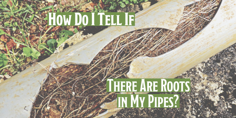 How Do I Tell If There Are Roots In My Pipes?